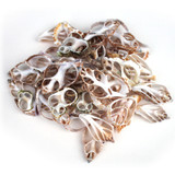 Sliced Seashells - Center Cut Shells - California Seashell Company