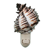 Handmade Sea Shell Night Lights - The California Seashell Company