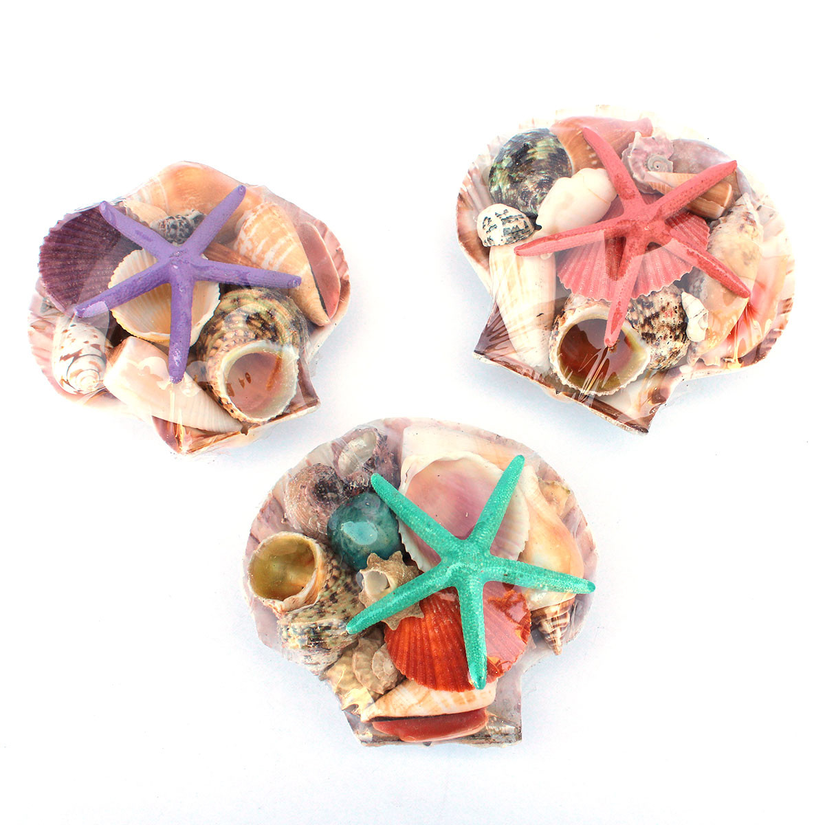 Scallop Seashells Pack - Assorted Craft Shells - California Seashell ...