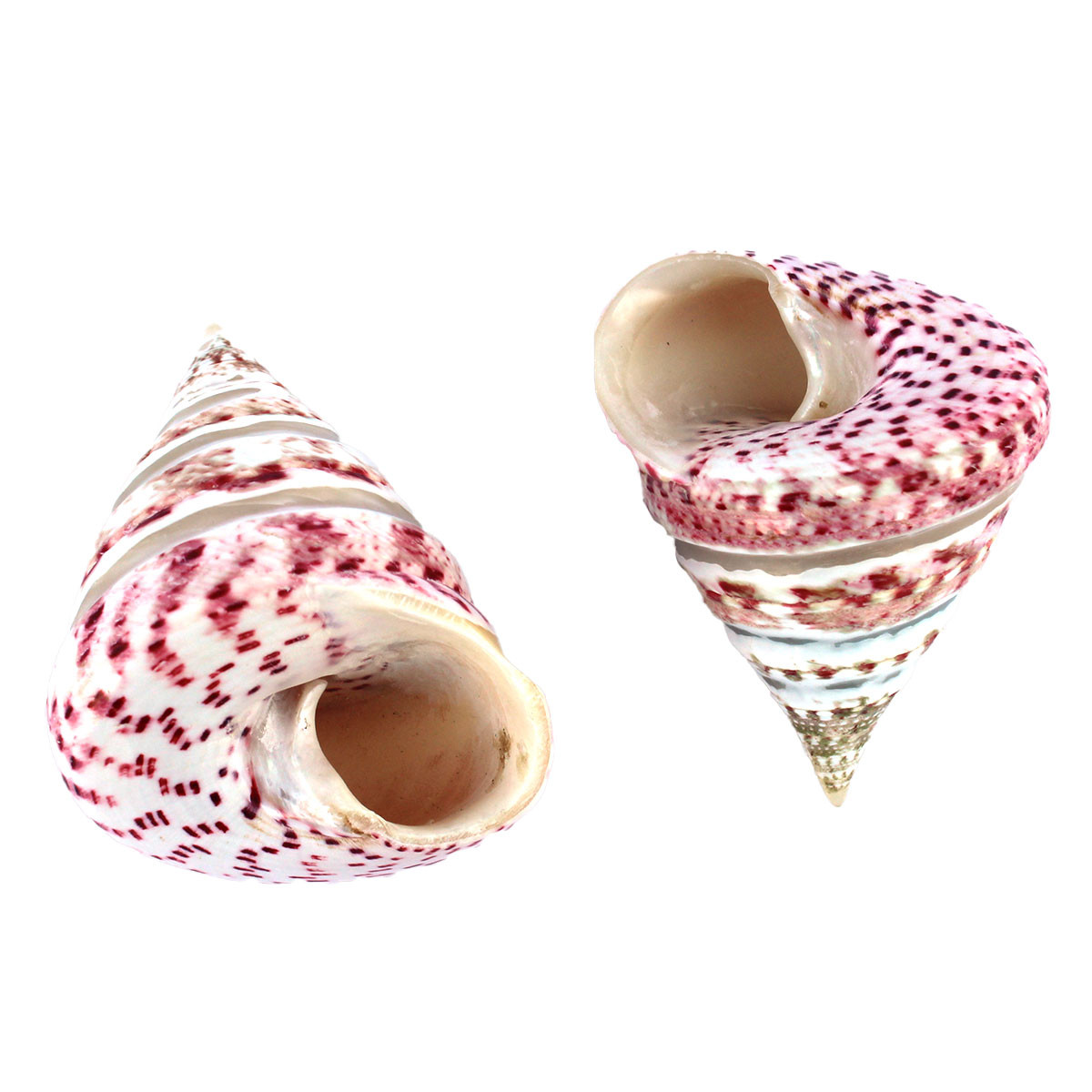 Polished Strawberry Trochus Cone Shell - Troca Seashells - California ...