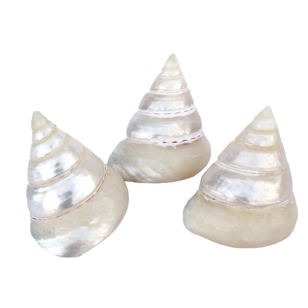Polished Trochus Cone Shell - Troca Seashells - California Seashell Co