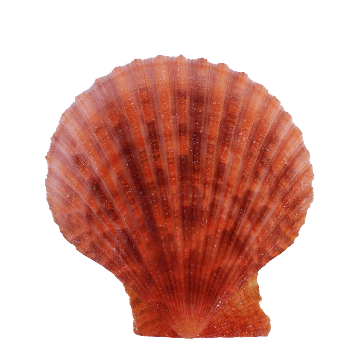 Pectin & Scallop Seashells - Shell Craft Supplies - California Seashell Co