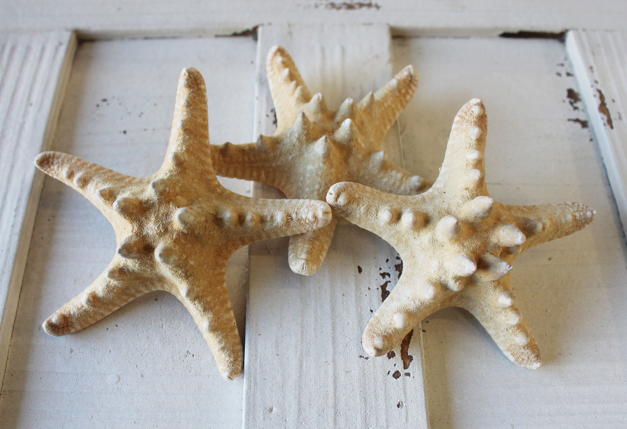 White Thorny Starfish - Knobby Sea Stars - Bumpy Star - California ...