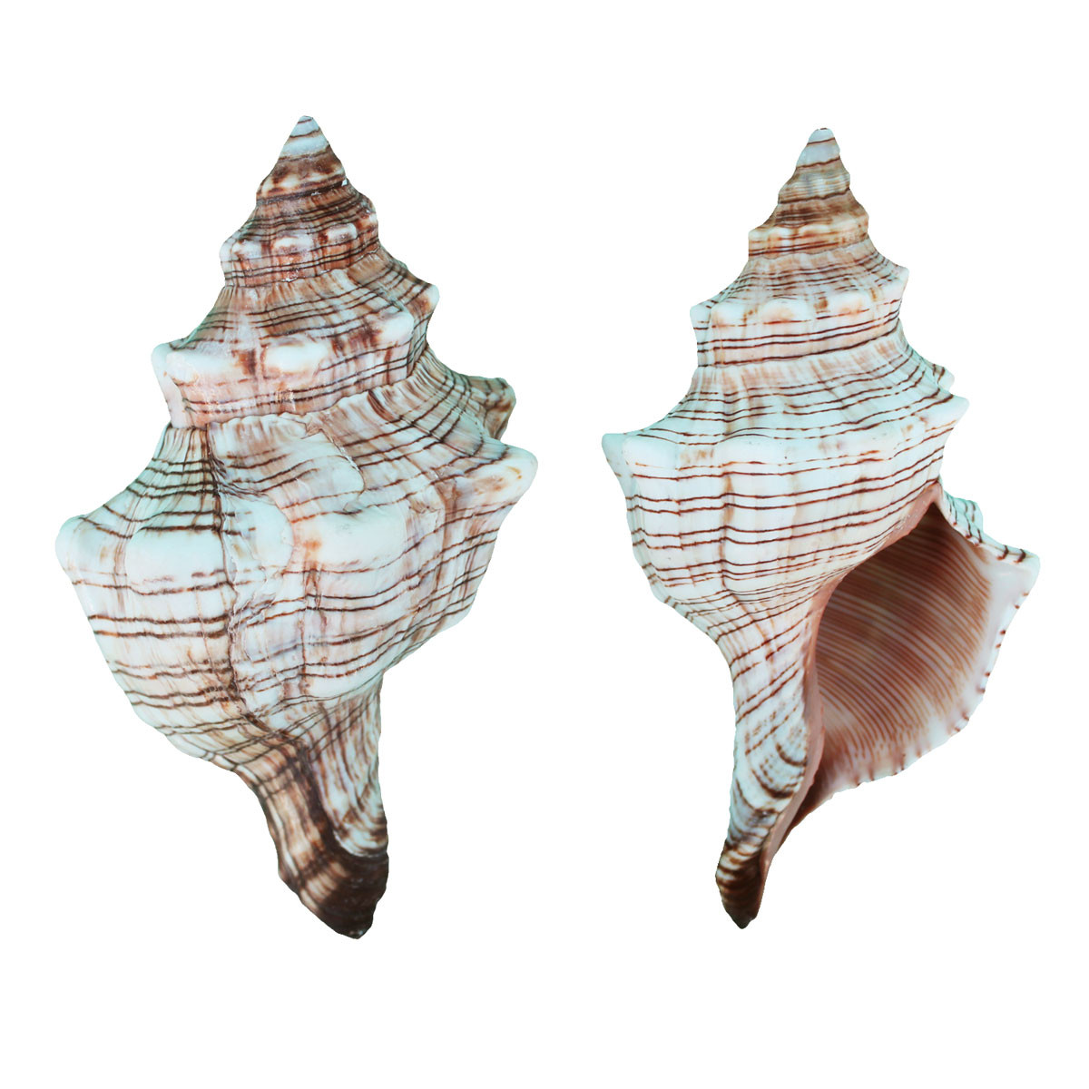 Atlantic Whelk Seashell - Medium to Large Shells - California Seashell ...