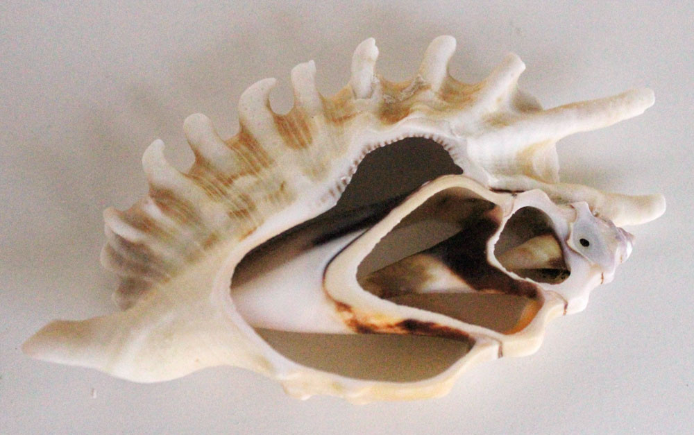 Sliced Millipede Conch Seashells - Cut Craft Shells - California ...
