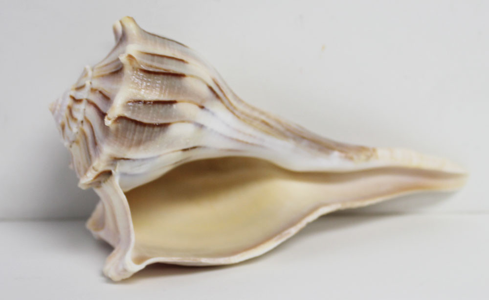 Left-Handed Lightning Whelk Shell - California Seashell Company