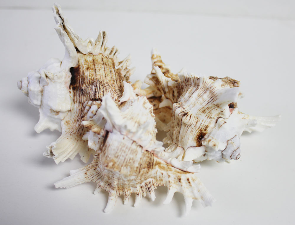 Ramose Murex Seashells - Murex Ramosus - Rams Shell - California ...