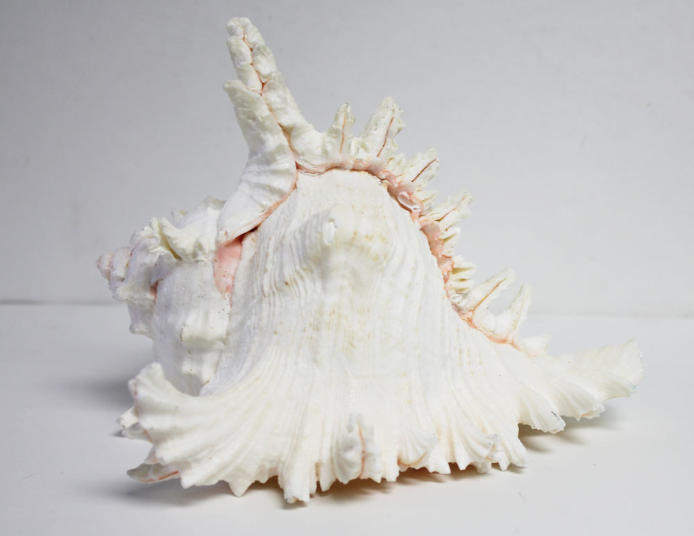 Large Decorative Seashells for Sale - The California Seashell Company