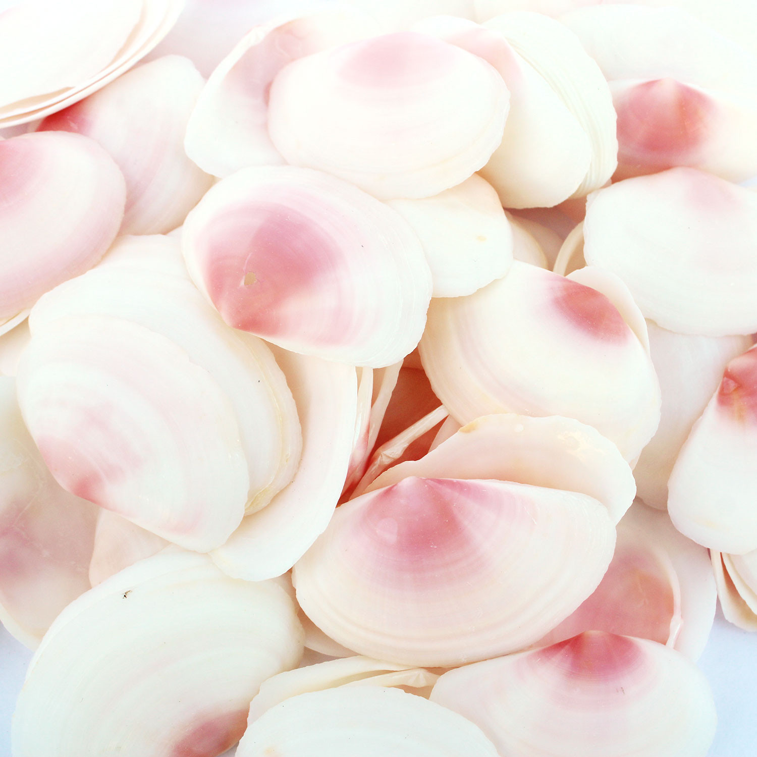 White Clam Rose Seashells - Bulk Craft Shells - Beach Wedding Decor