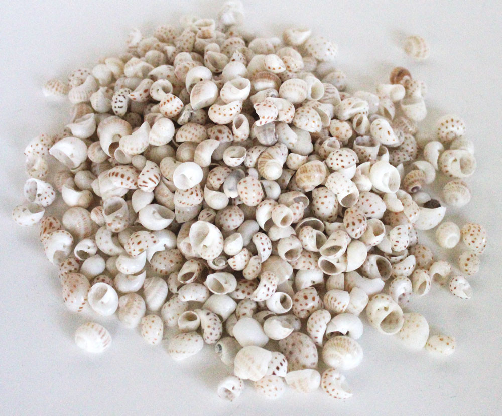 Purple and White Seashells - Violacea Craft Shells - California ...