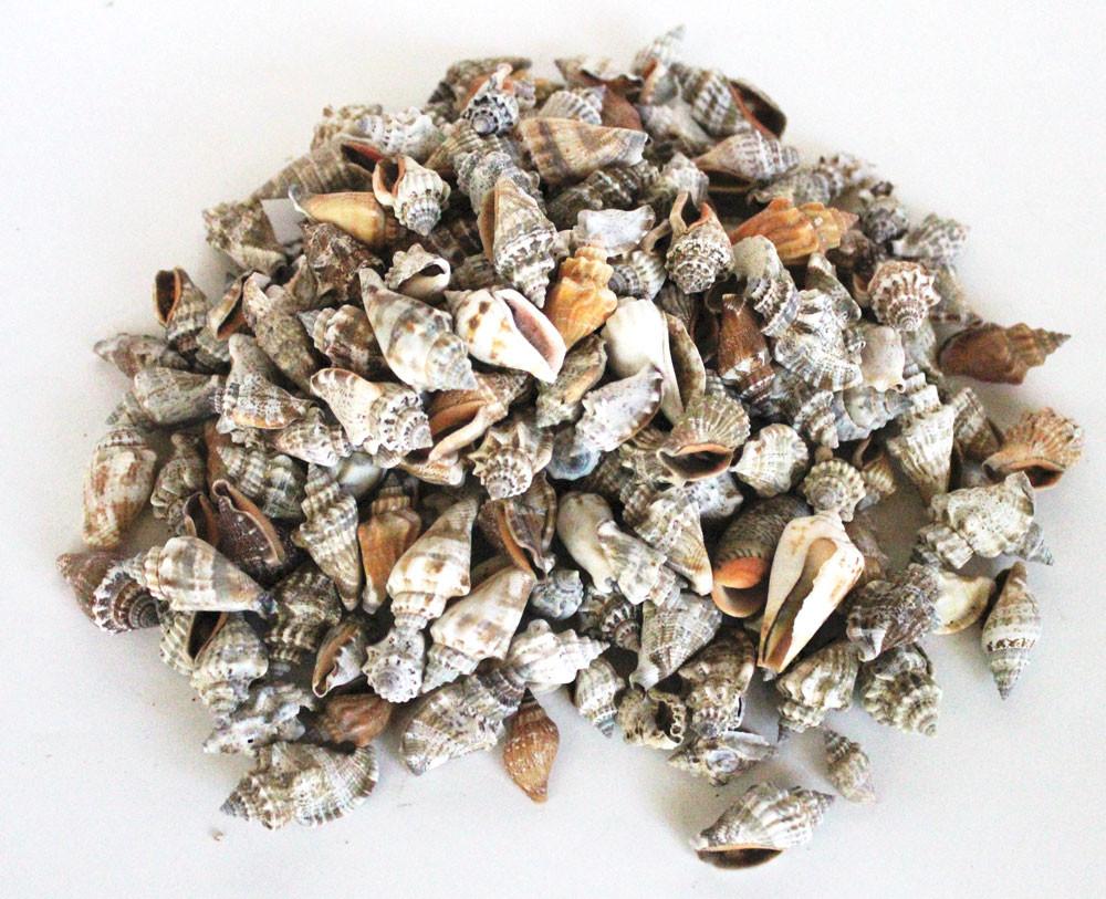 Strombus Urceus Seashell 100 Pieces - Bulk Craft Seashells - Center Cut ...