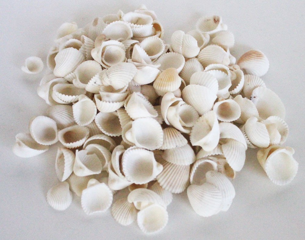 White Clam Rose Seashells - Bulk Craft Shells - Beach Wedding Decor