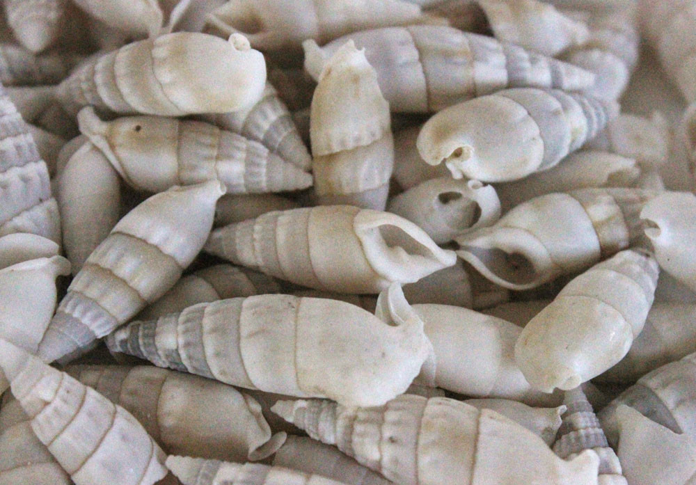 White Cerithium Vertagus Seashells - Gastropod - Bulk Craft Shells