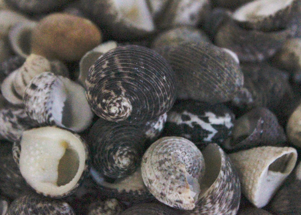 Small Cone Seashell MIx - Decorative Craft Shells - Bulk Seashells