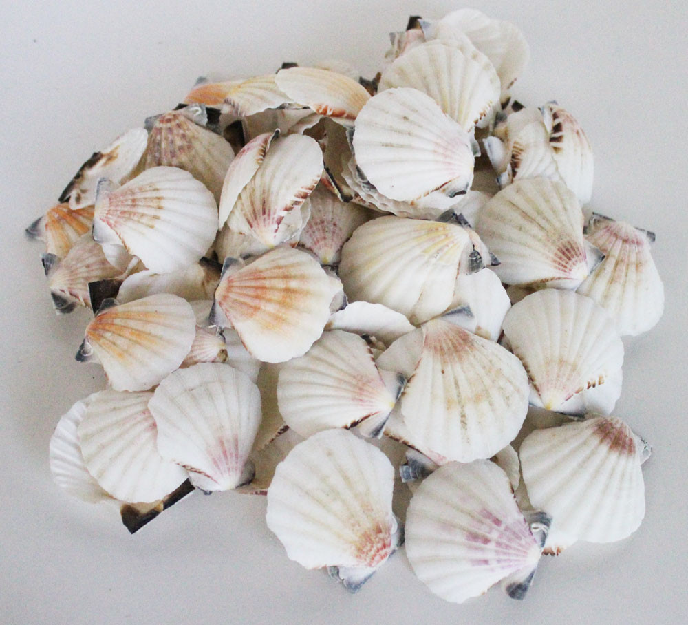 Colored Pectin Nobolis Seashells - Scallop Craft Shells - Colorful Bulk ...