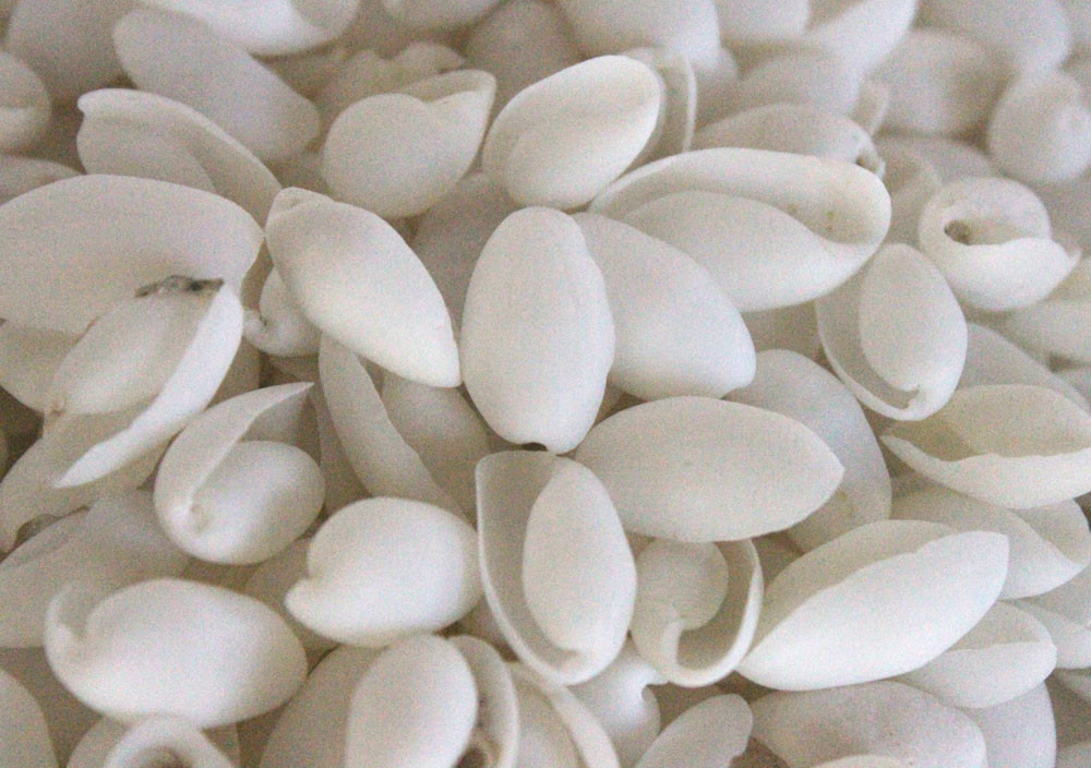 Small White Frog Shell - Bursidae - Craft Shells - Pound Bag