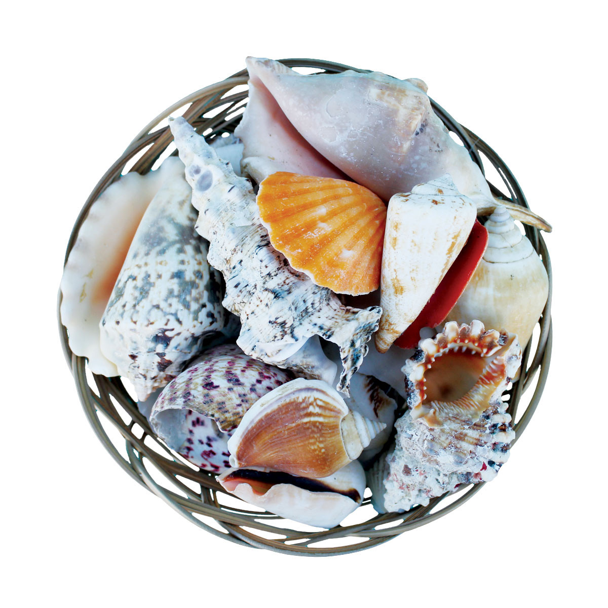 8 Inch Seashell Basket - Assorted Craft Shells - California Seashell ...