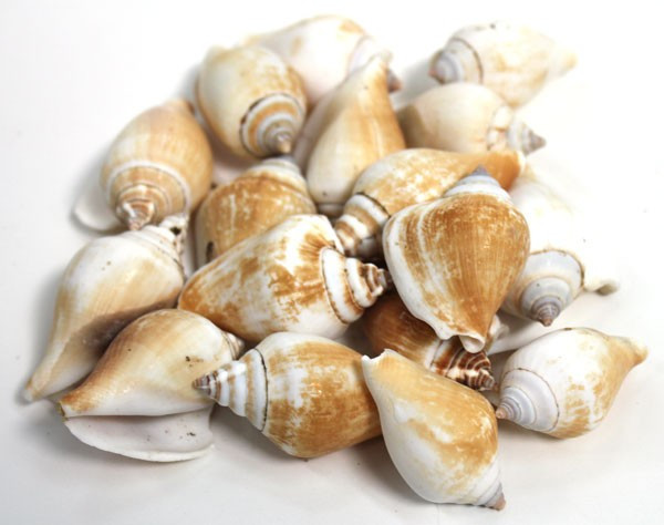 Strombus Canarium Seashells - Conch Seashell - Craft & Bulk Shells