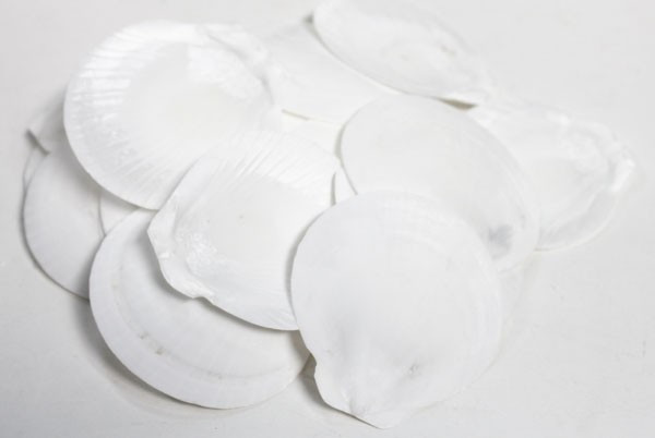 White Sun Moon Seashells - Craft & Bulk Shells - Small Seashells
