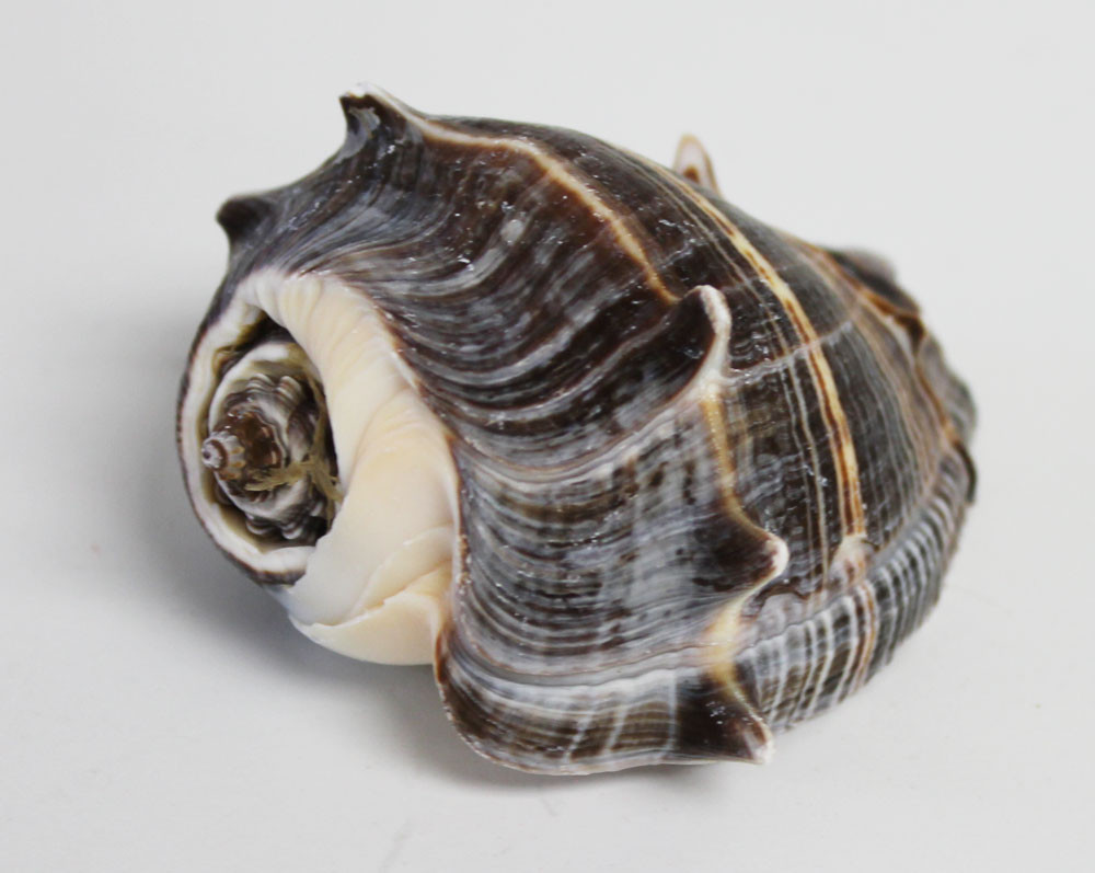King Crown Conch Shell - Hermit Crabs Shells - California Seashell Company