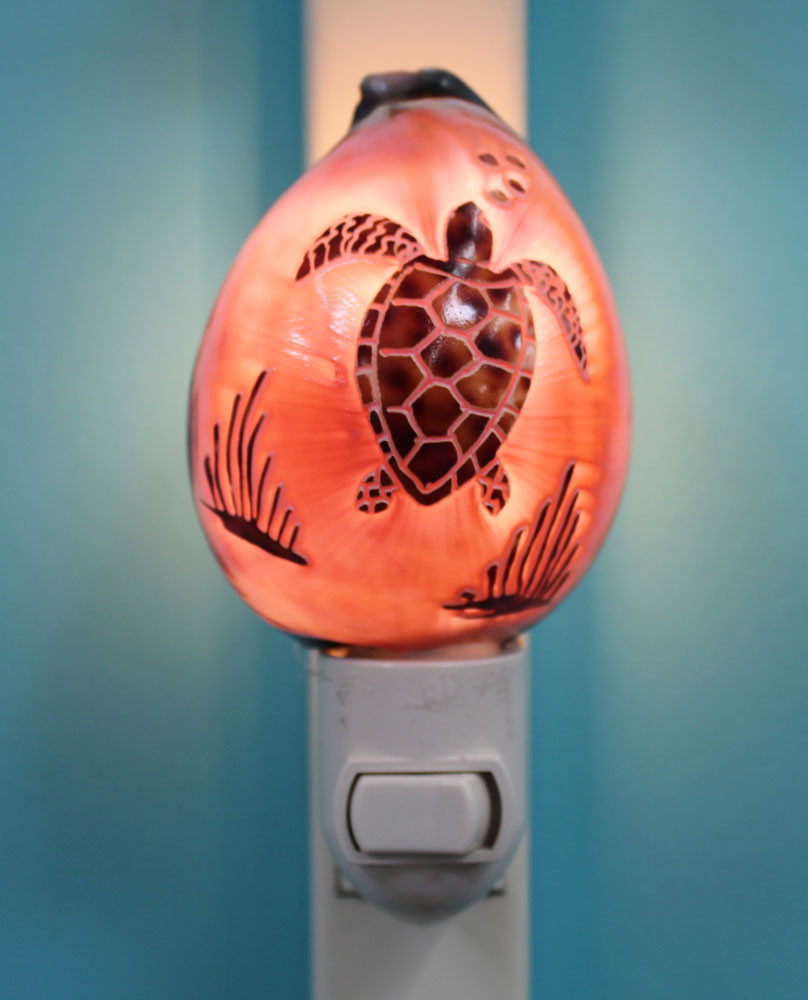California Sea Turtle Cowrie Seashells - Cowrie Shells - California ...
