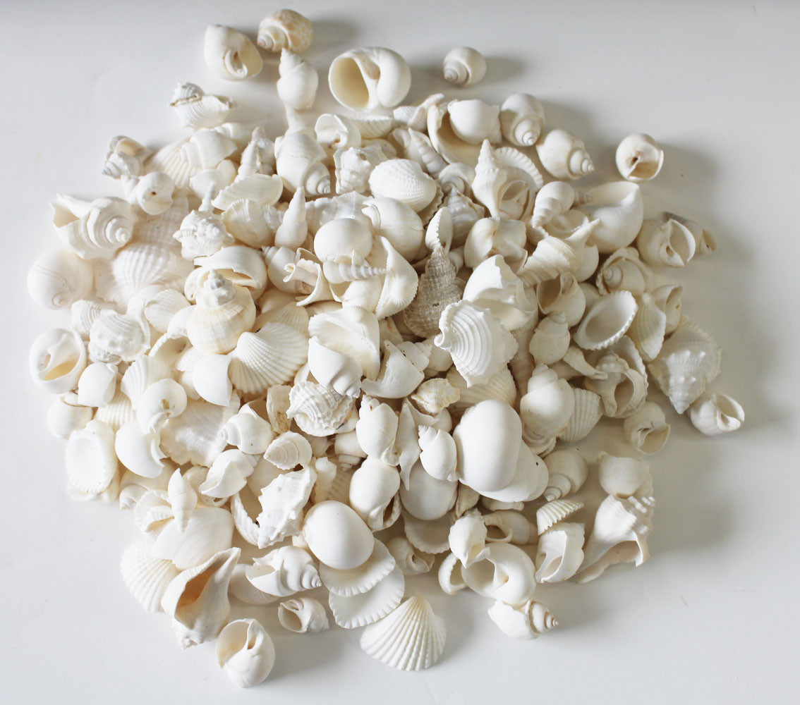 All White Mix of Small Seashells - Bulk & Craft Shells - Beach Wedding ...