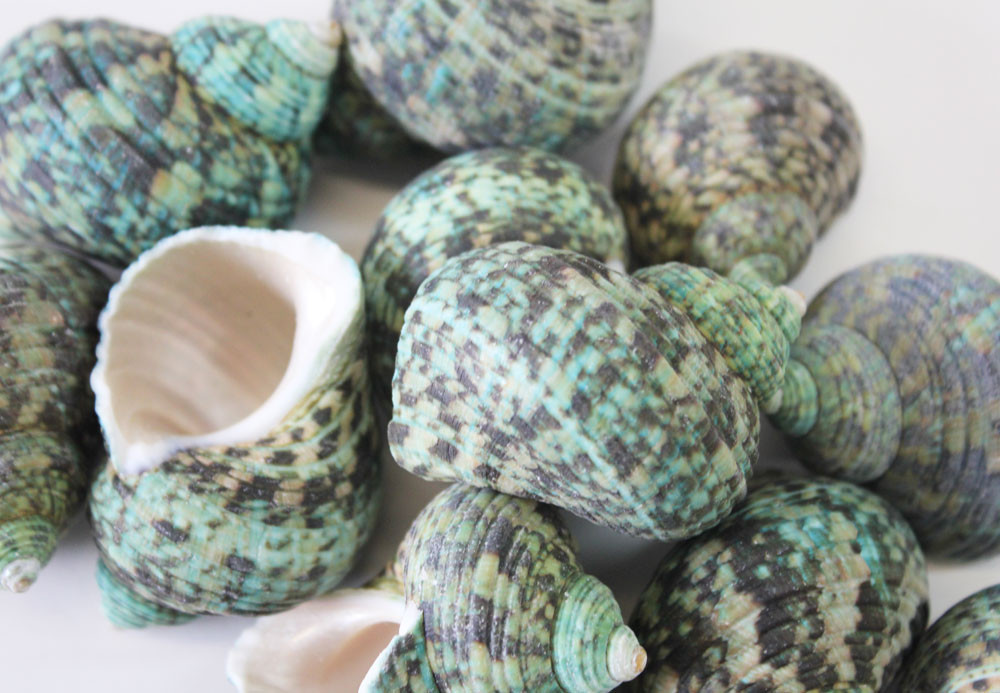 Green Turbo Banded Seashells - Craft Shells - California Seashell Company