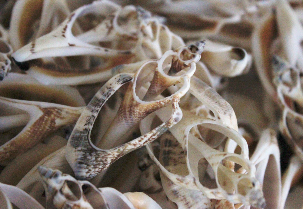 Strombus Urceus Seashell 100 Pieces - Bulk Craft Seashells - Center Cut ...
