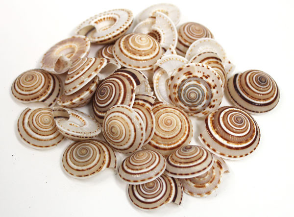 Small Sundial - 5 Pieces - California Seashell Company Retail