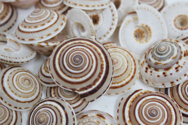 Small Sundial - 5 Pieces - California Seashell Company Retail