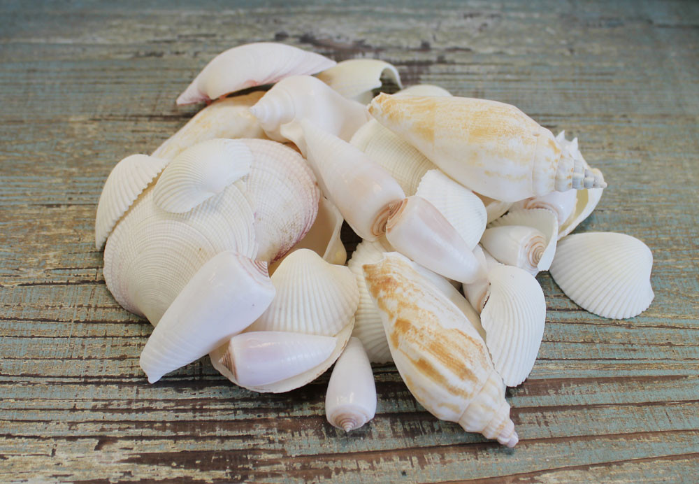 Seashell Mixes - Shell Baskets & Assortments - California Seashell Co