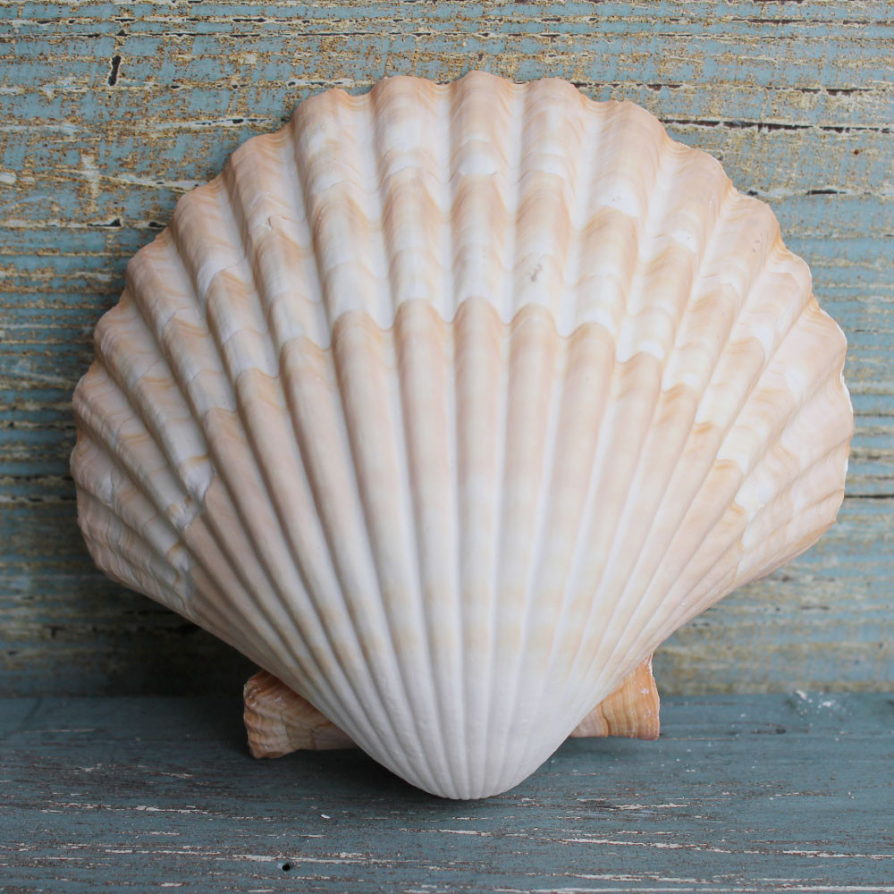 Yellow Cup Seashell - Scallop Shell - California Seashell Co
