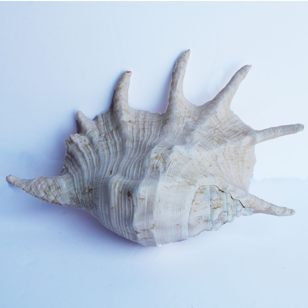 Giant Truncata Spider Conch Shell - California Seashell Company