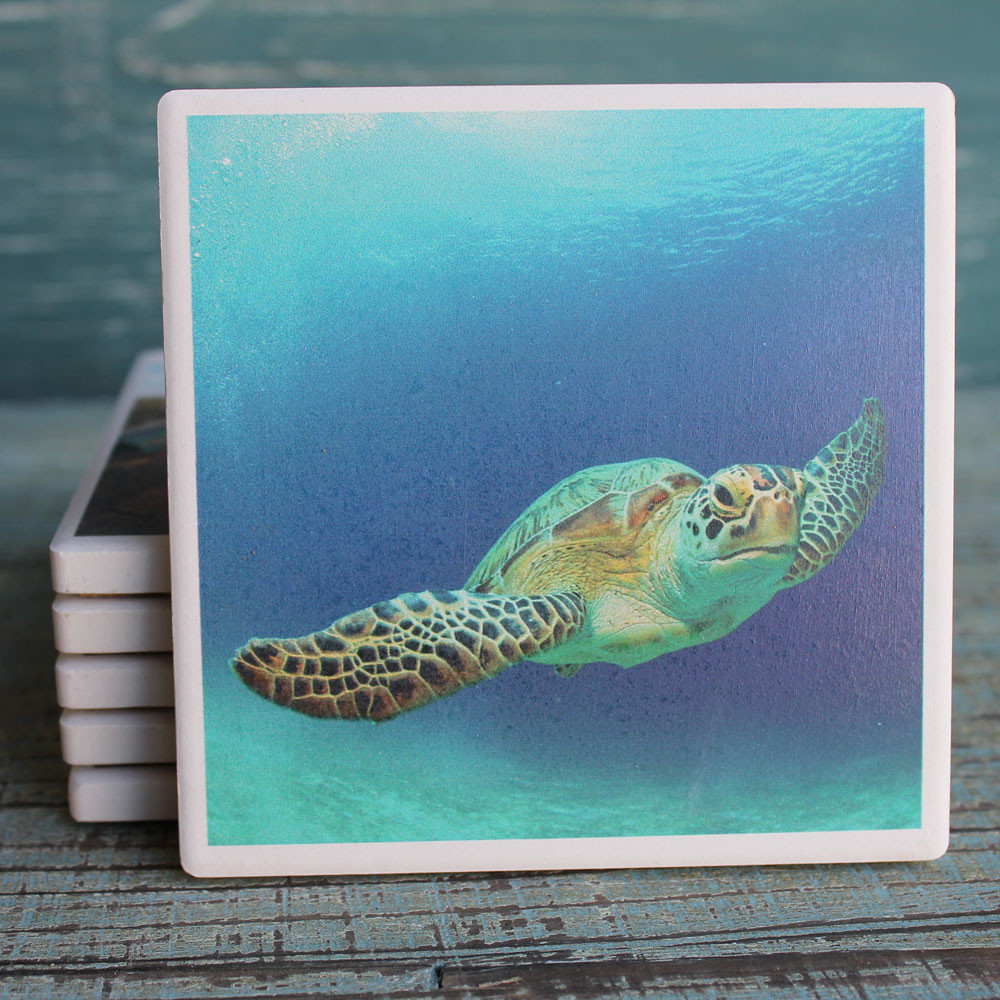 Sea Biscuits - Sand Dollar - Natural Sea Life Decor - California ...
