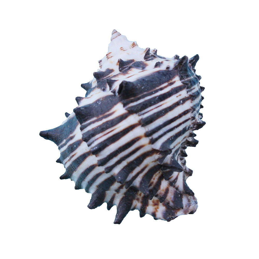 Black Murex - Murex Shells - California Seashell Company