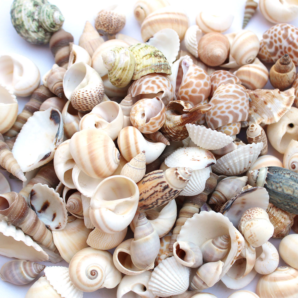 All White Mix of Small Seashells - Bulk & Craft Shells - Beach Wedding ...