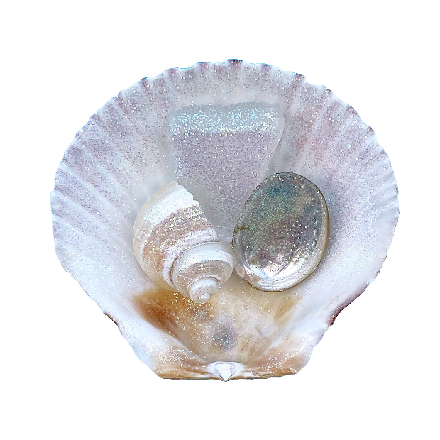 Calico Pectin Seashells - Scallop Craft Shells - Colorful Bulk Seashells