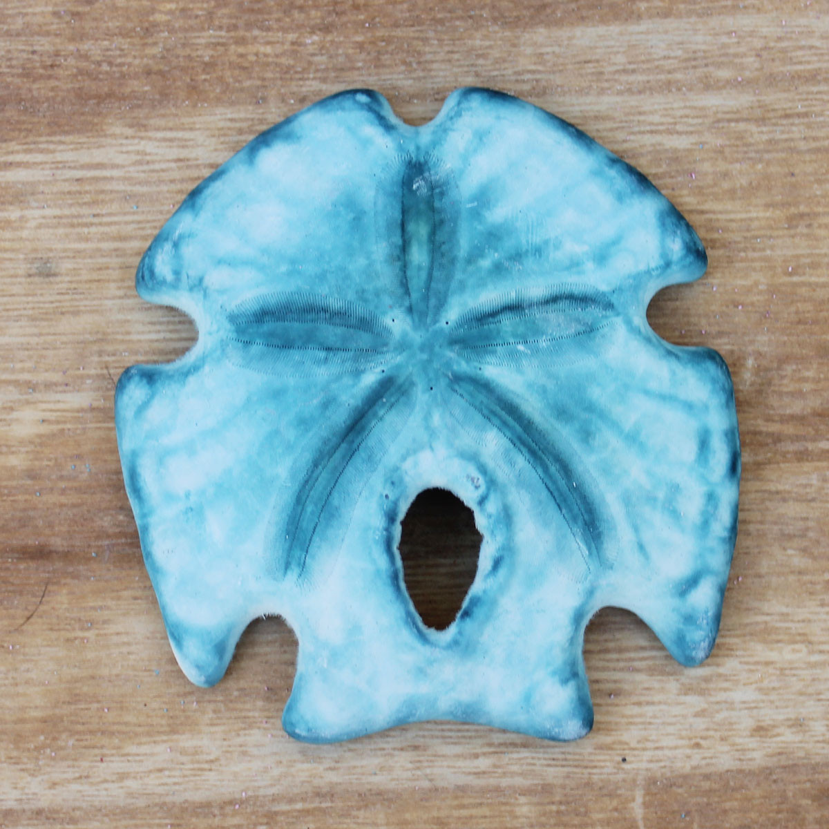 Arrowhead Sand Dollars - Natural Sea Life Decor - California Seashell ...