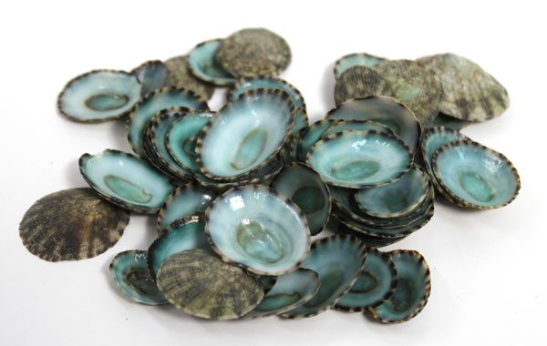 Green Limpet Seashells - Limpets - Small Craft Shells - Caifornia ...