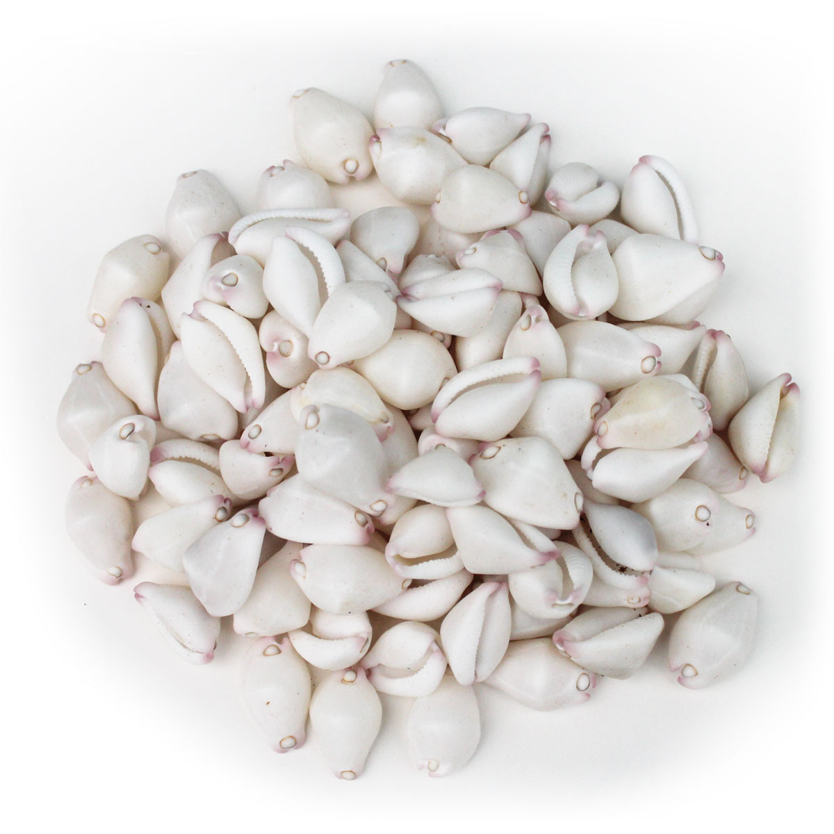 Buy Bulk Seashells for Crafts - Shells in Bulk - California Seashell