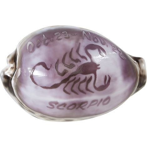 Zodiac Sign Carved Cowrie Seashells - Cowry Shells - California ...