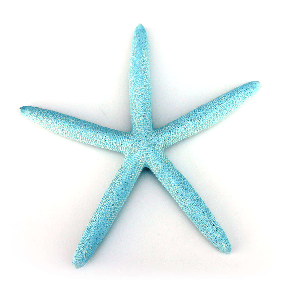 Buy Starfish - Sea Stars - Sea Life - The California Seashell Company