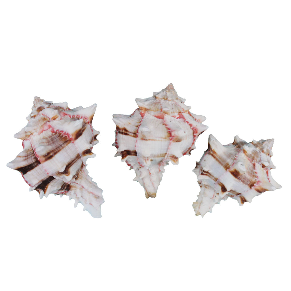 Cameo Seashells - Red Helmet Shell - California Seashell Company