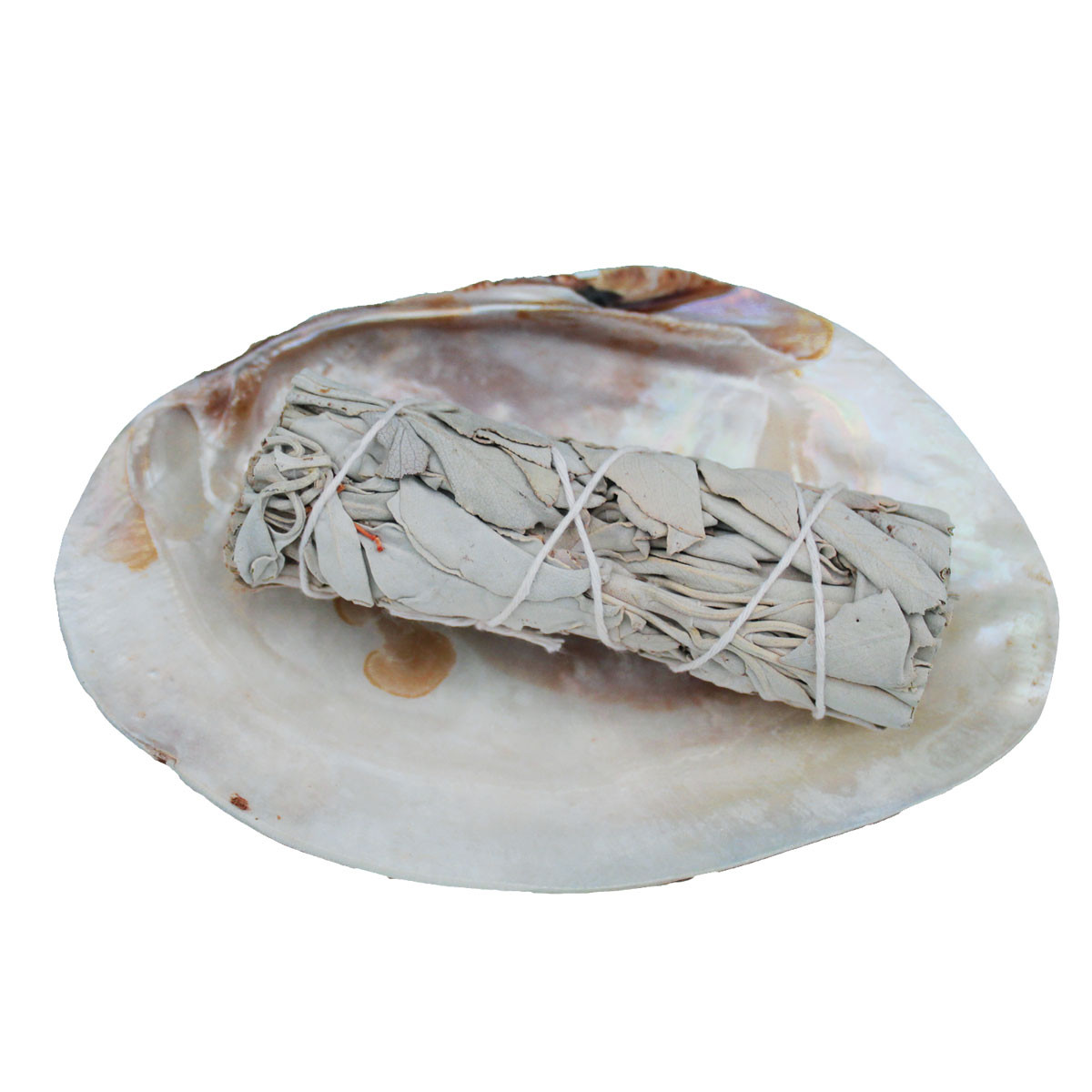 Natural Oyster Half Shell - Clam Shells - Smudging - California ...