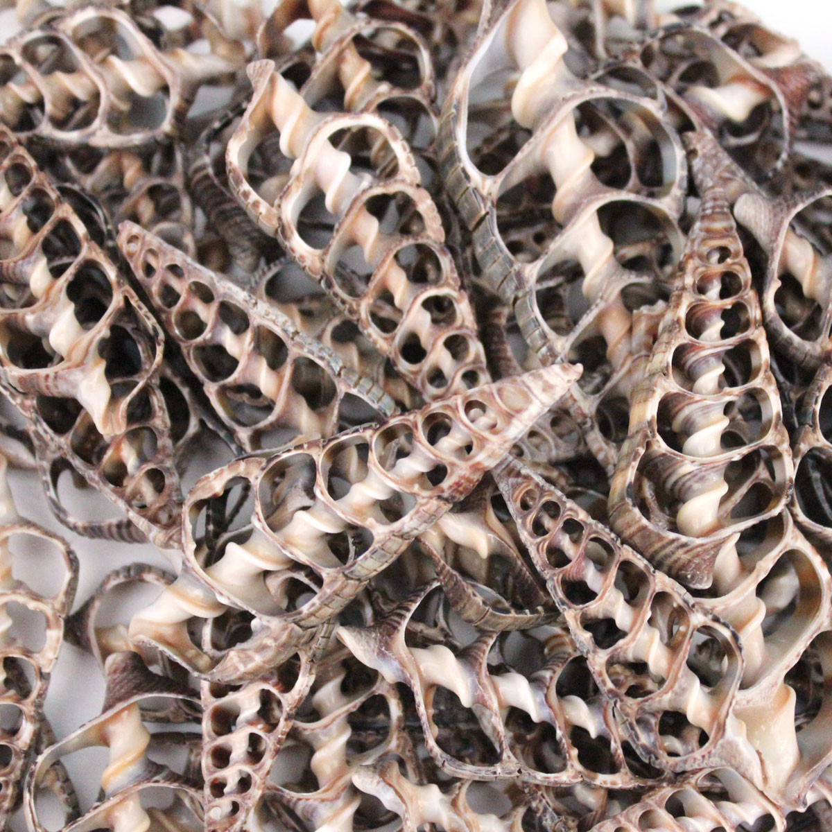 Center Cut White Chula Seashells - DIY Craft & Bulk Shells - Cut Sea Shells