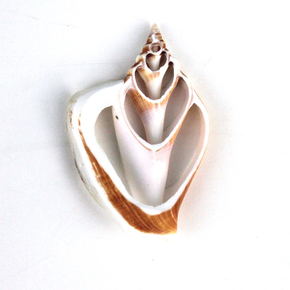 Center Cut White Chula Seashells - DIY Craft & Bulk Shells - Cut Sea Shells