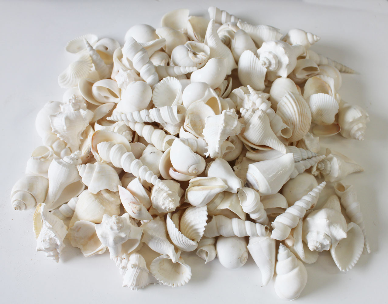 All White Mix of Small Seashells - Bulk & Craft Shells - Beach Wedding ...