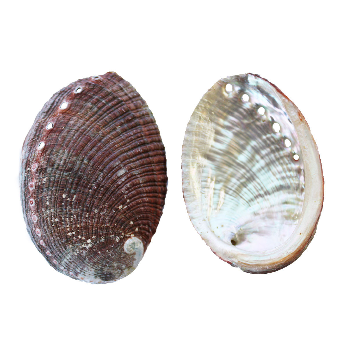 Blue & Green Abalone Seashells - Ear Shells - California Seashell Company