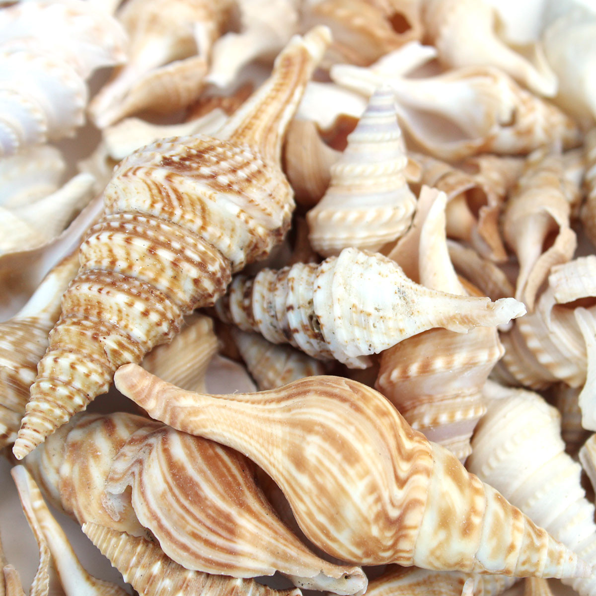 Buy Bulk Seashells for Crafts - Shells in Bulk - California Seashell
