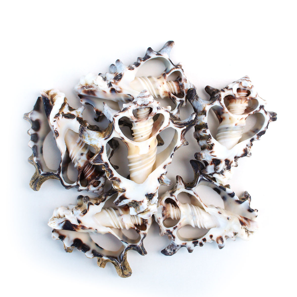 Strombus Urceus Seashell 100 Pieces - Bulk Craft Seashells - Center Cut ...
